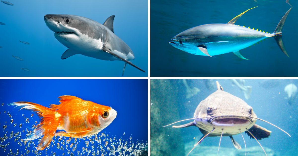 KVIZ: Prepoznajete li ovih 10/10 vrsta riba? | Joomboos.24sata.hr