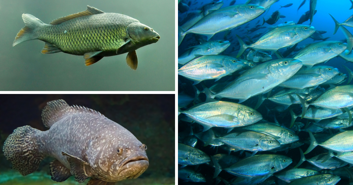KVIZ: Samo će ribiči prepoznati ovih 8/8 vrsta riba | Joomboos.24sata.hr
