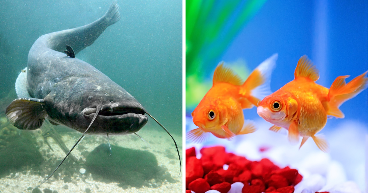 KVIZ: Prepoznajete li ovih 10/10 vrsta riba? | Joomboos.24sata.hr