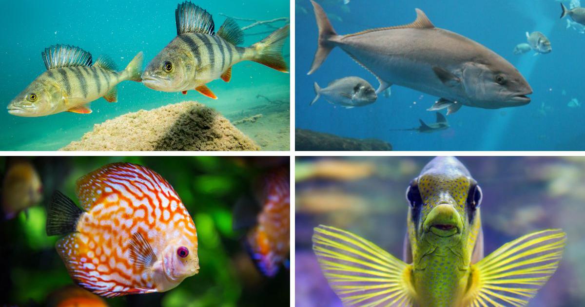 KVIZ: Prepoznajete li ovih 8/8 vrsta riba? | Joomboos.24sata.hr