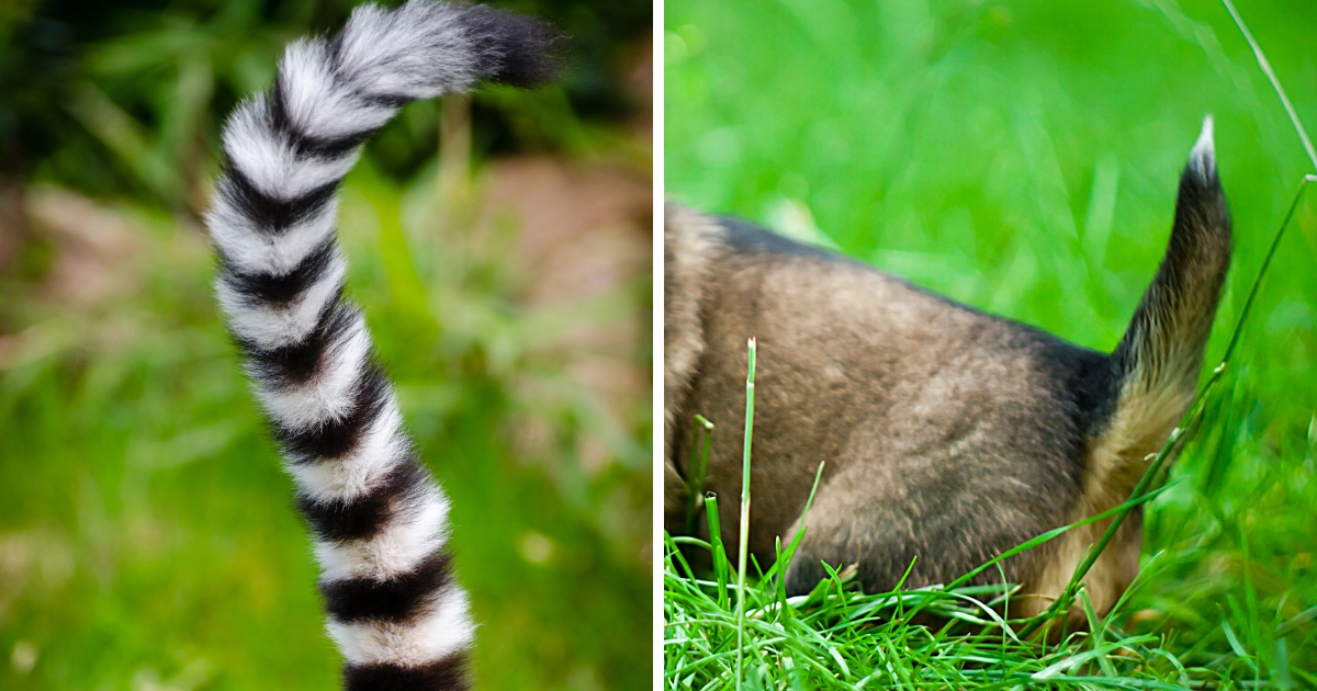 KVIZ: Prepoznaješ li 8/8 životinja prema - repu? | Joomboos.24sata.hr