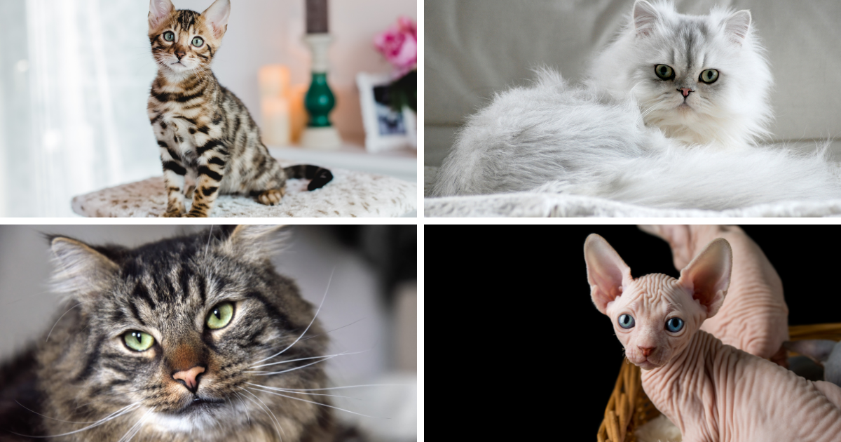 KVIZ: Prepoznajete li 7/7 najpoznatijih vrsta mačaka? | Joomboos.24sata.hr