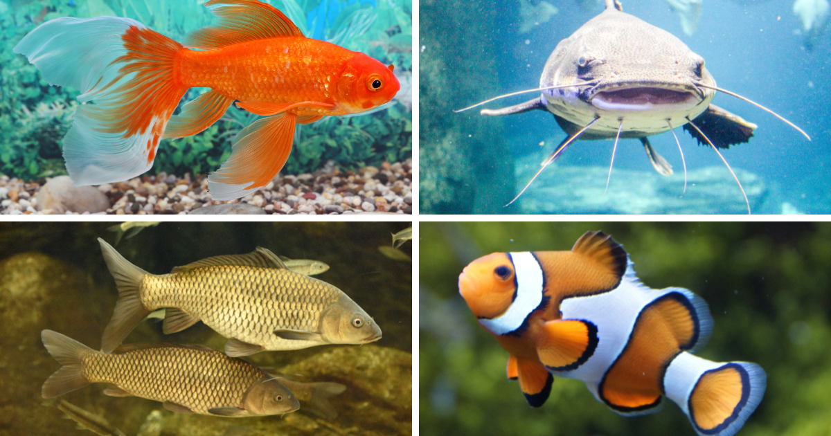 KVIZ: Prepoznajete li ovih 10/10 vrsta riba? | Joomboos.24sata.hr