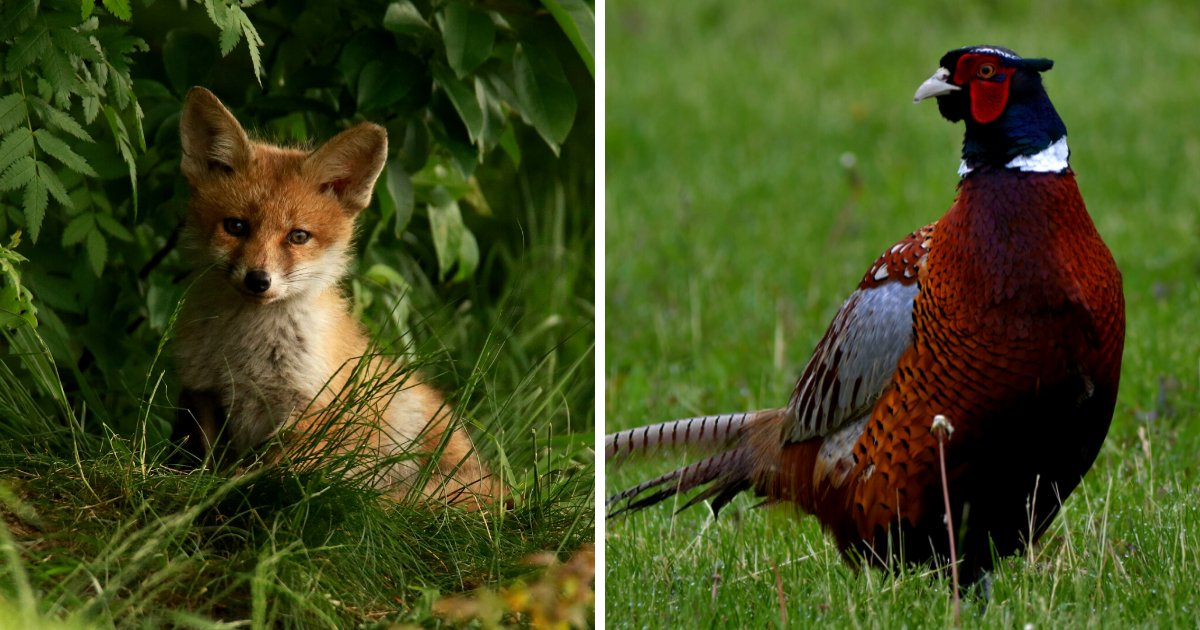 KVIZ: Znate li kako se zove ovih 8/8 šumskih životinja? | Joomboos ...